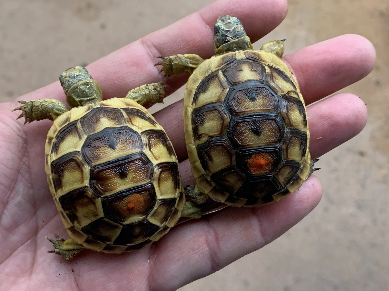 Baby (Southern Ibera) Greek Tortoise - THE TORTOISE AND TURTLE SOURCE