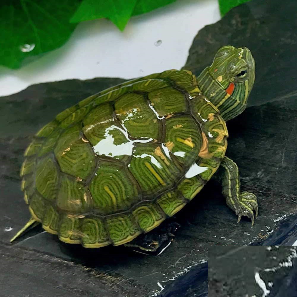 Red-Eared Slider TurtlesRed-Eared Slider Turtles