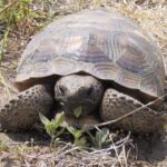 tortoise turtle for sale