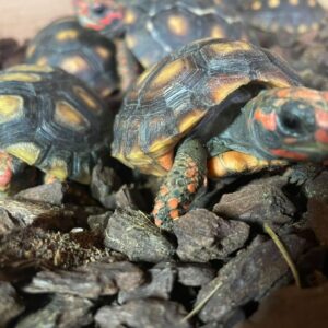The Speckled Cape Tortoise, the World's Smallest - THE TORTOISE AND ...