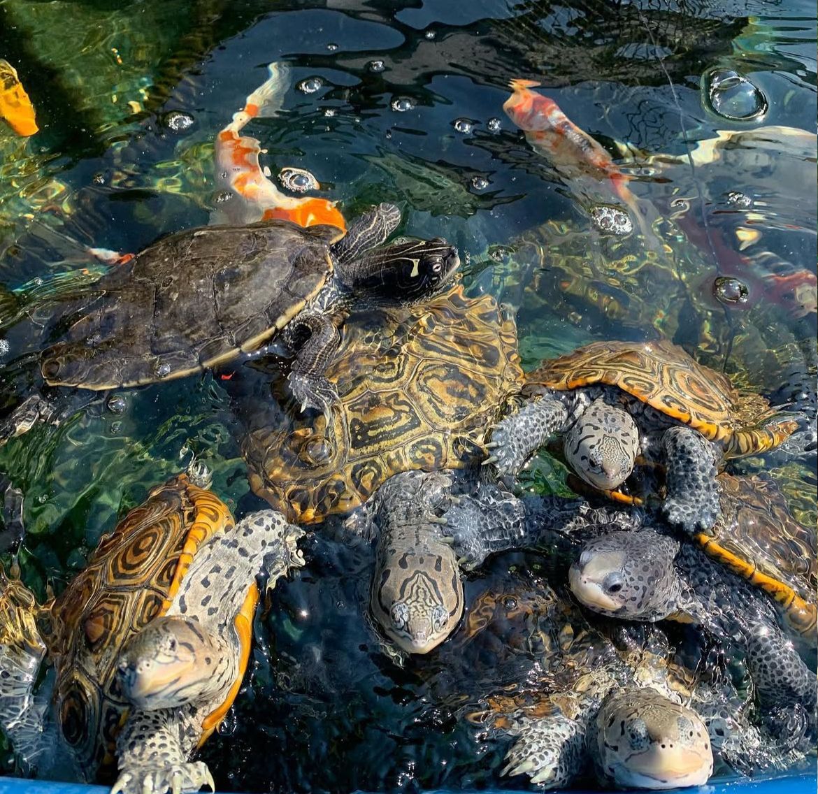 Diamondback Terrapins (Malaclemys terrapin) - THE TORTOISE AND TURTLE ...