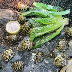 The Speckled Cape Tortoise, the World's Smallest - THE TORTOISE AND ...
